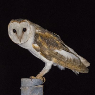 OWL SPECIES IN THE SPOTLIGHT - Owl Friendly Margaret River