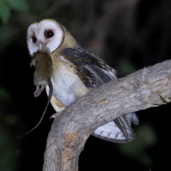 OWLS NEED YOUR HELP - Owl Friendly Margaret River