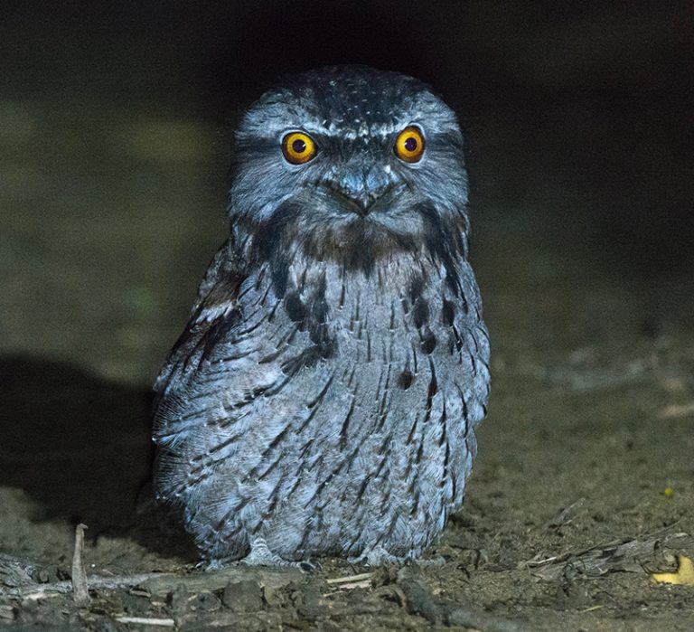 OWL SPECIES IN THE SPOTLIGHT - Owl Friendly Margaret River