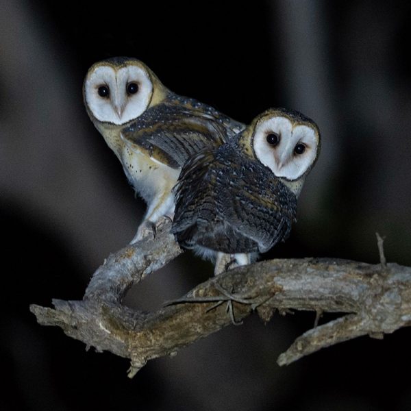 OUR SUPPORTERS & CHAMPIONS - Owl Friendly Margaret River