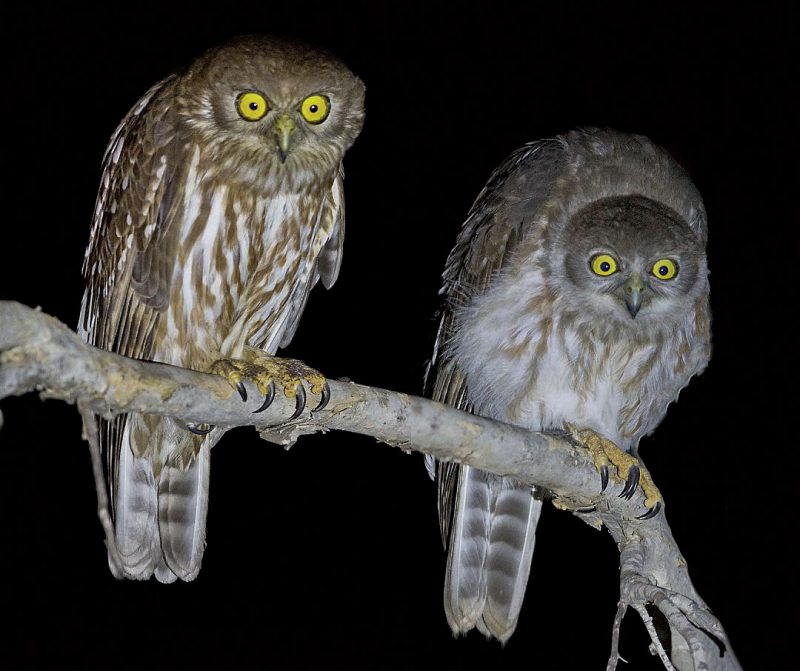 OWLS IN THE SPOTLIGHT - Owl Friendly Margaret River