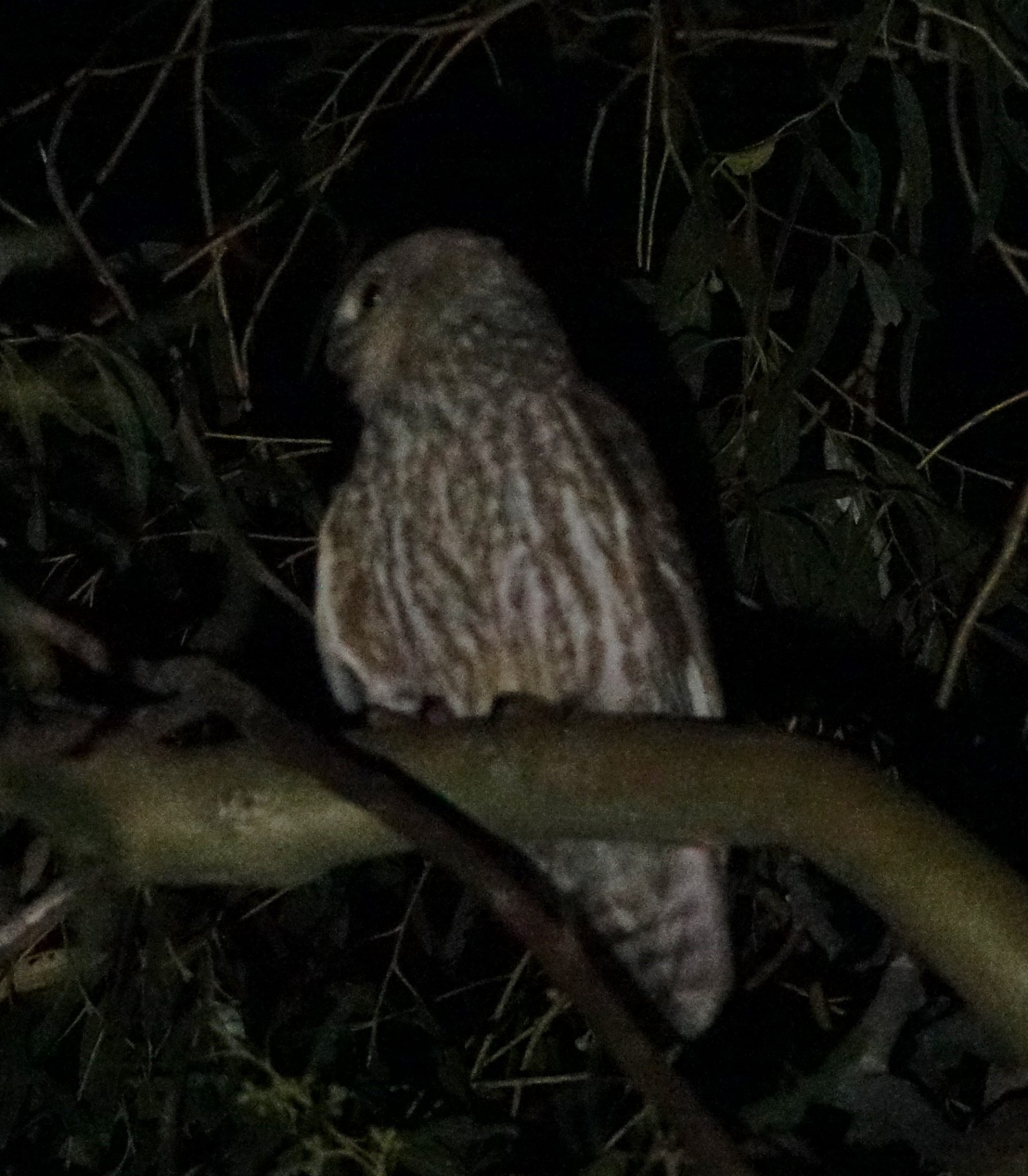 OWLS IN THE SPOTLIGHT - Owl Friendly Margaret River