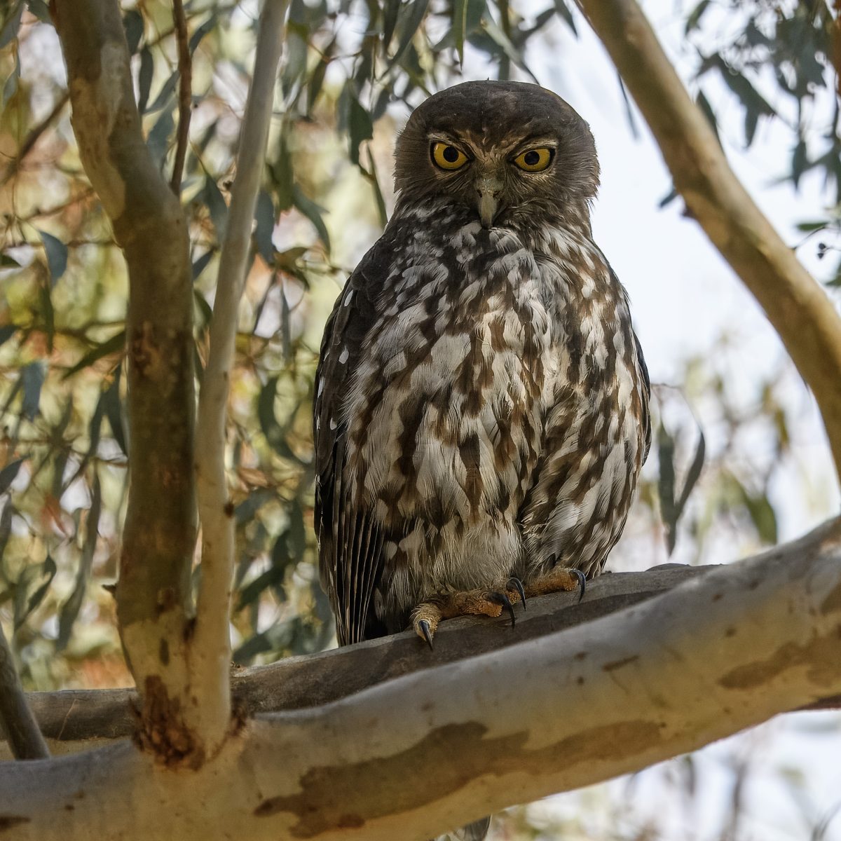 OWL SPECIES IN THE SPOTLIGHT - Owl Friendly Margaret River